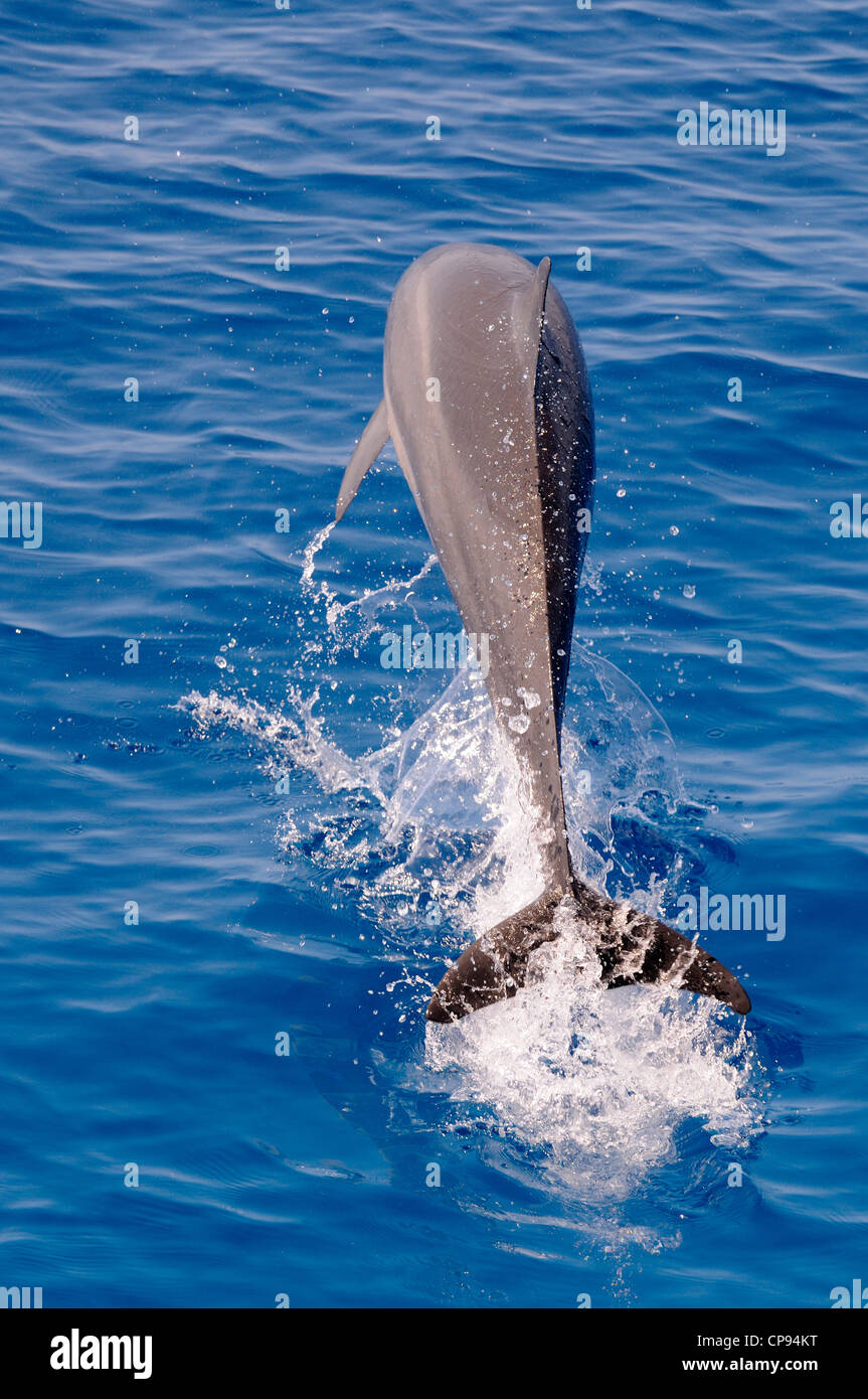Spinner Dolphin (Stenella longirostris) leaping out of the water, The ...