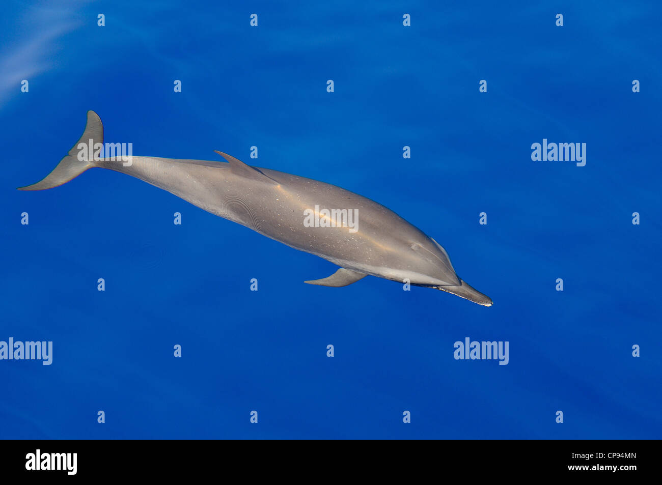 Pantropical Spotted Dolphin (Stenella attenuata) single dolphin ...