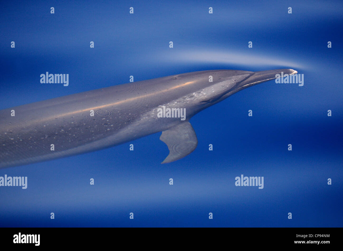 Pantropical Spotted Dolphin (Stenella attenuata) about to surface in ...