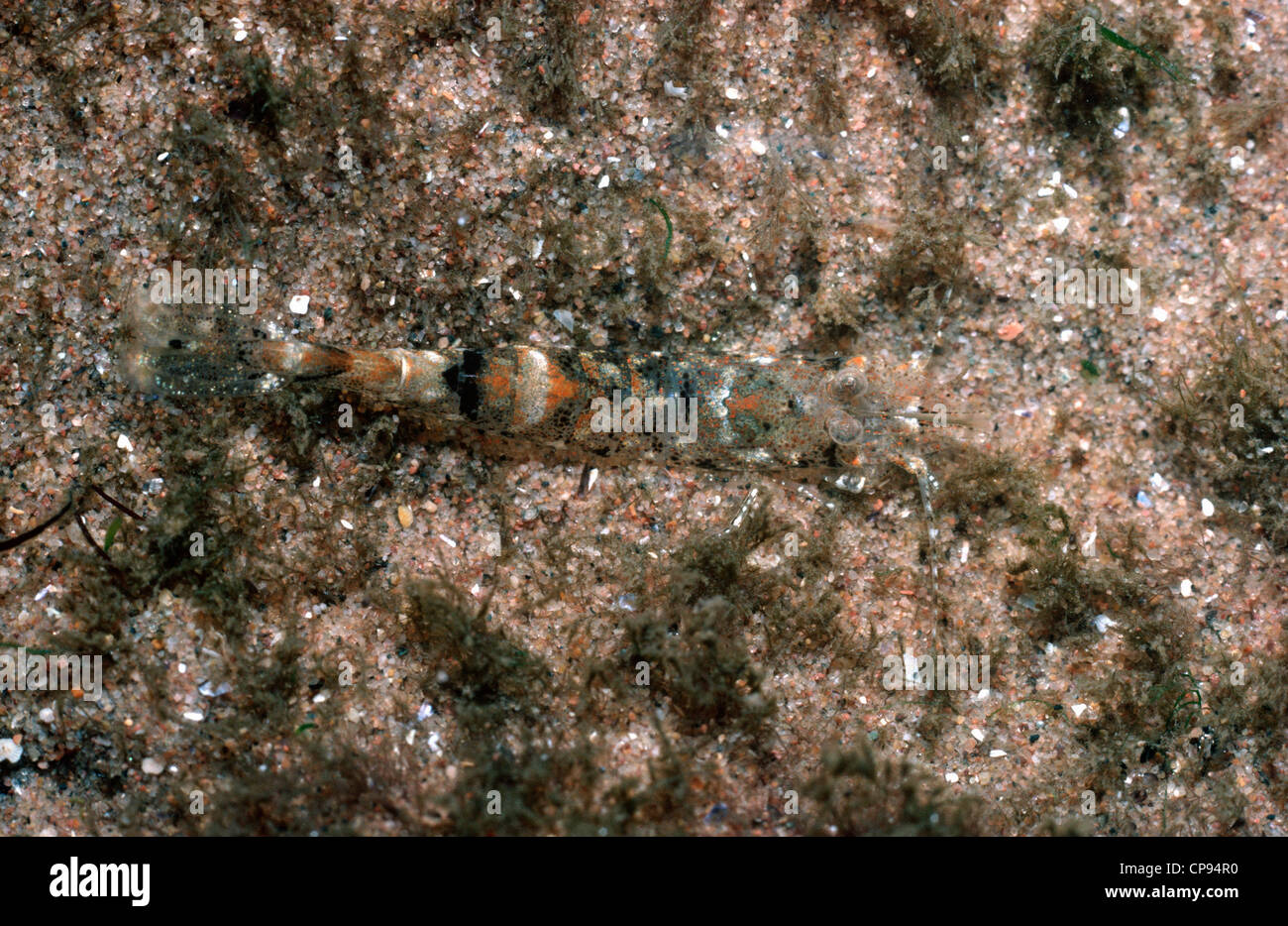 Superb camouflage hi-res stock photography and images - Alamy