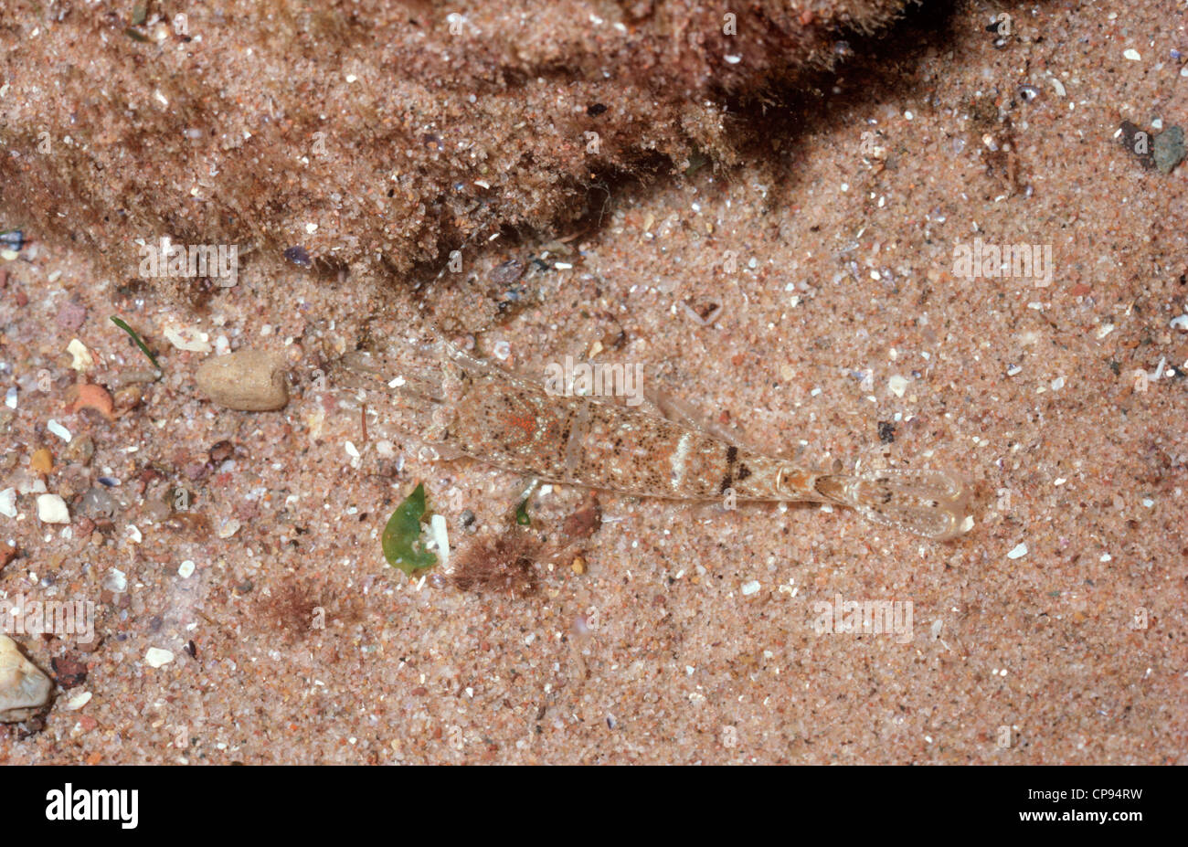 Brown or edible shrimp (Crangon crangon (= vulgaris): Crangonidae) UK ...