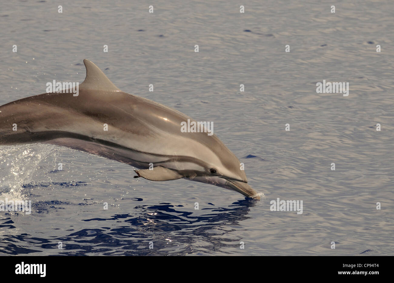 Striped Dolphin (Stenella coeruleoalba) leaping, The Maldives Stock ...