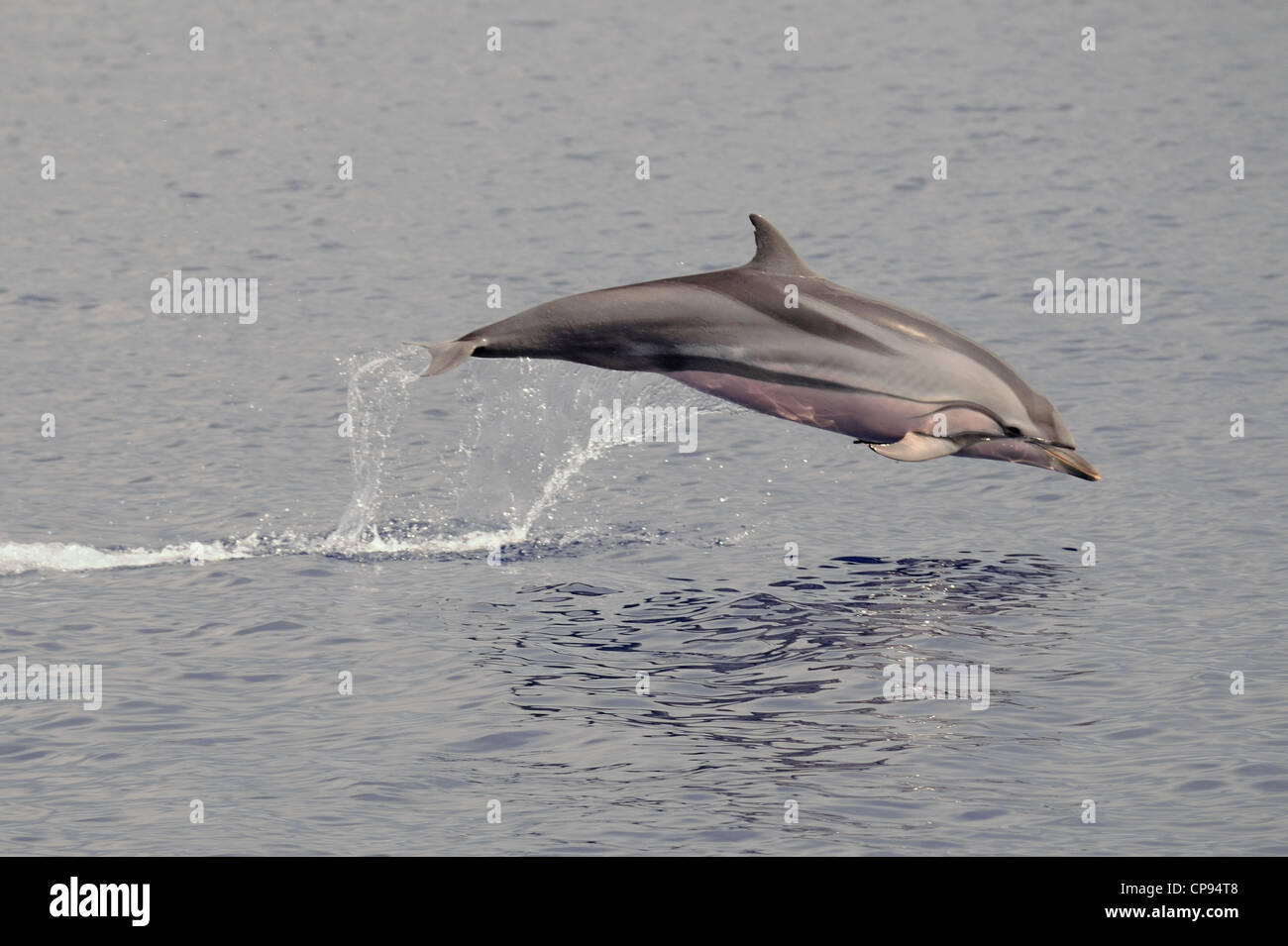 Striped dolphin stenella coeruleoalba leaping maldives cetacean hi-res ...