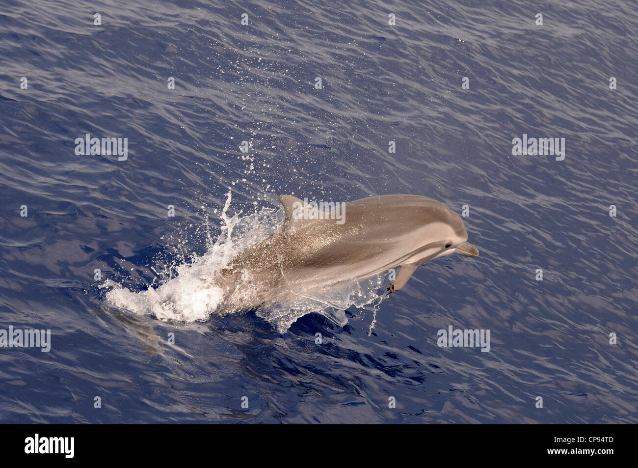 Striped dolphin stenella coeruleoalba leaping maldives cetacean hi-res ...