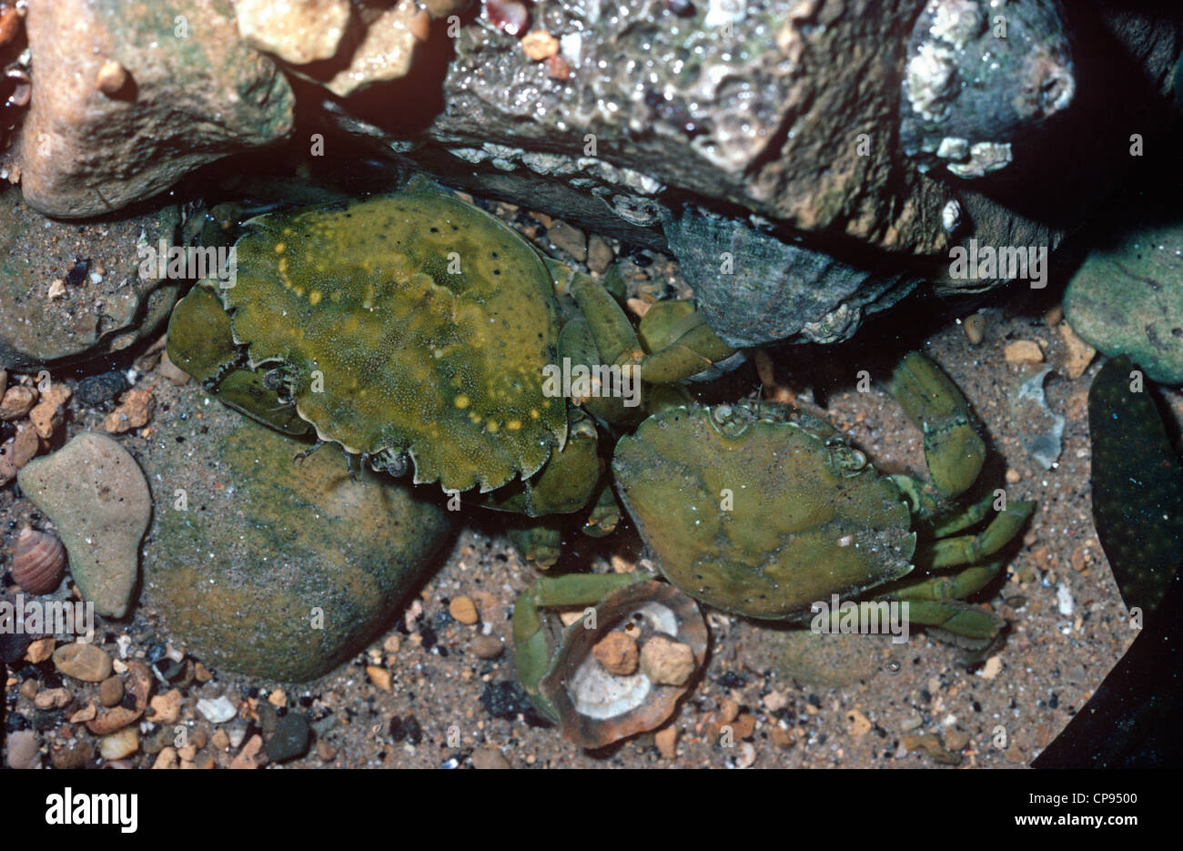 Green shore crab, left (Carcinus maenas: Portunidae) with its newly ...