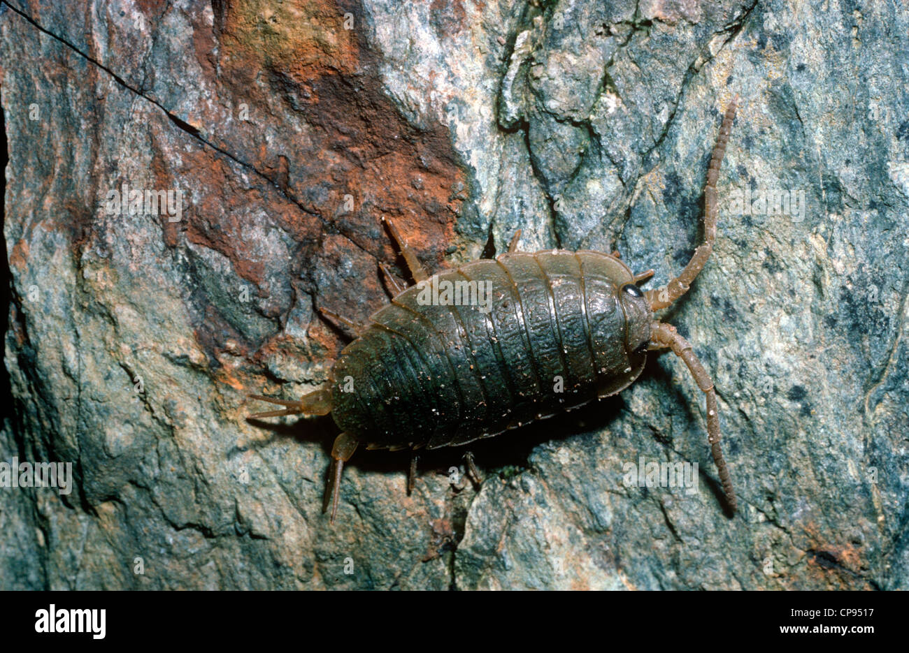 Sea-slater female (Ligia oceanica: Ligiidae) on rock in the splash zone ...