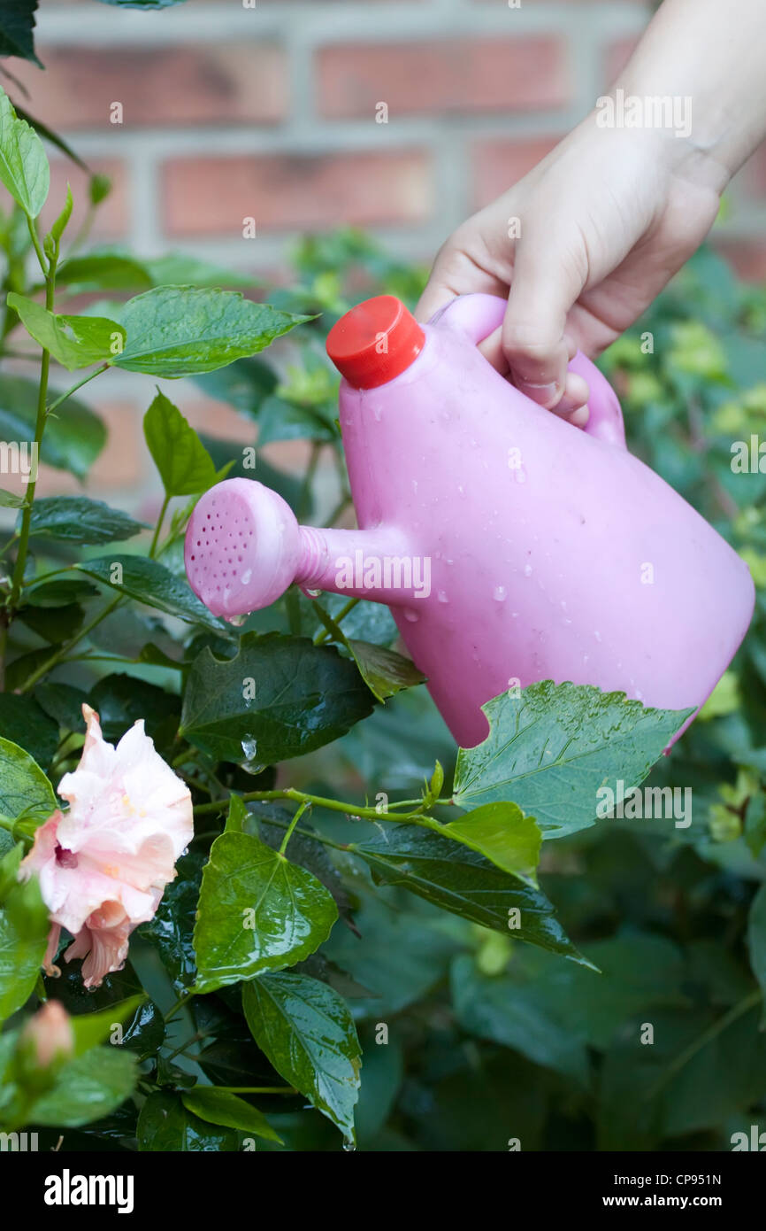 pink shower watering a rose Stock Photo - Alamy