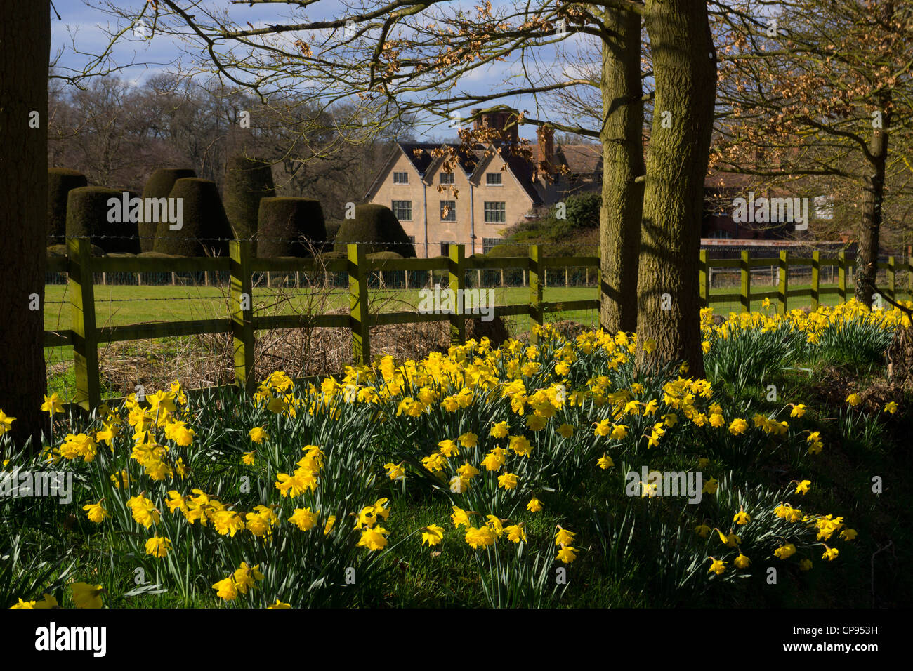 Yellow daffodil wild flowers growing wild in the countryside Stock ...