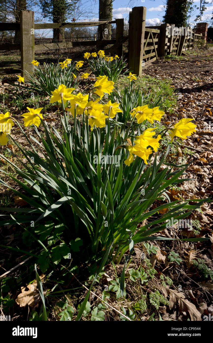 Yellow daffodil wild flowers growing wild in the countryside Stock ...