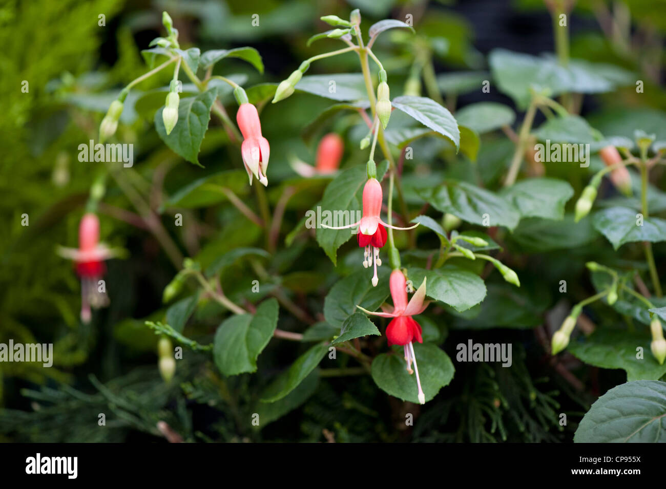 Fuchsia 'Chang' in flower Stock Photo - Alamy