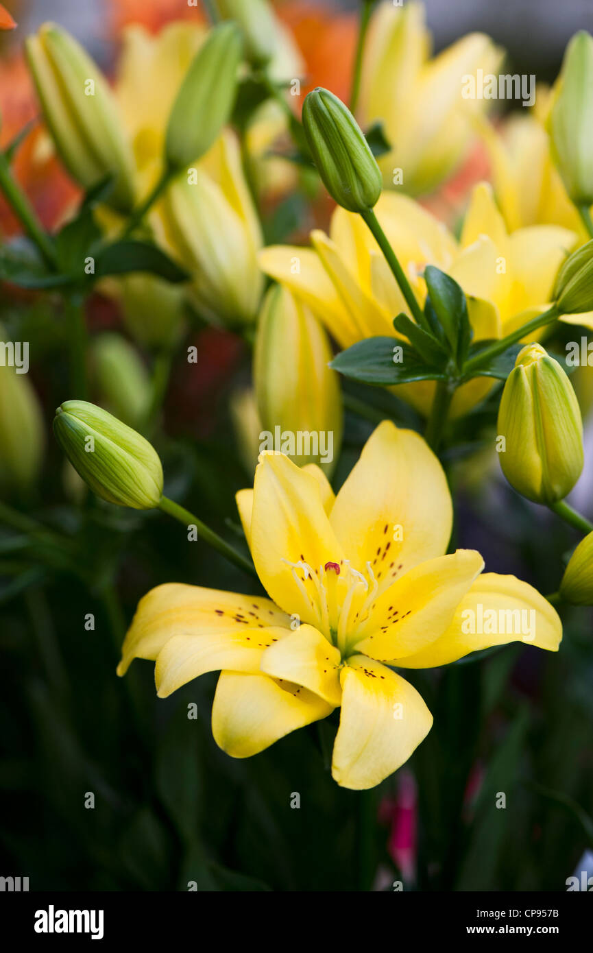 Lilium 'Fata Morgana', Asiatic Lily 'Fata Morgana' Stock Photo - Alamy