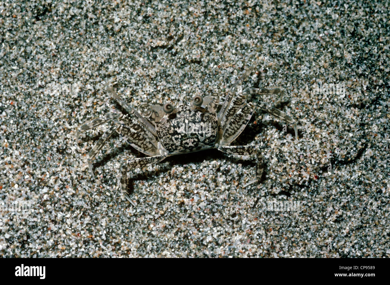 Ghost crab (Ocypode occidentalis: Ocypodidae) juvenile perfectly ...
