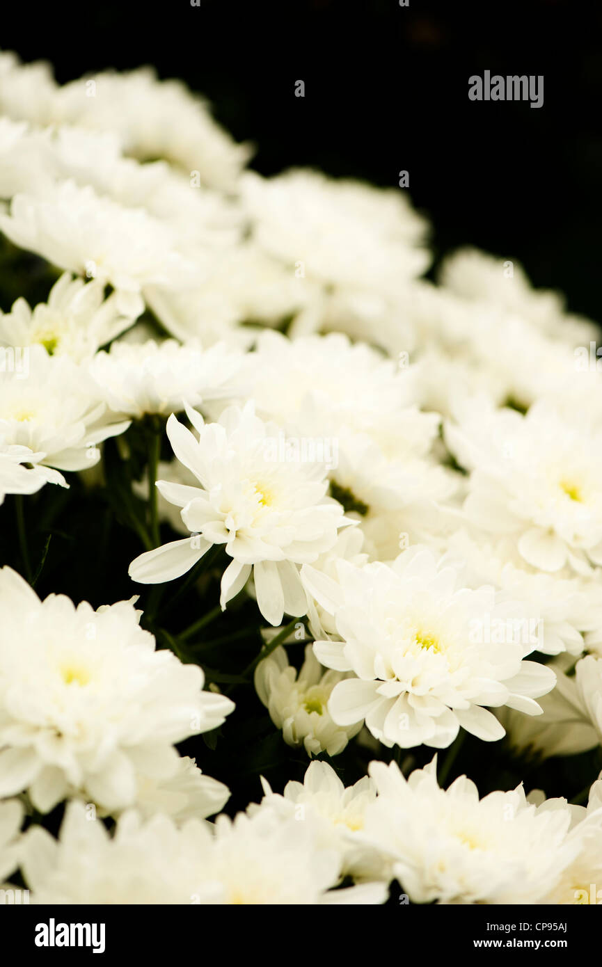 Chrysanthemum 'Batini' in flower Stock Photo - Alamy