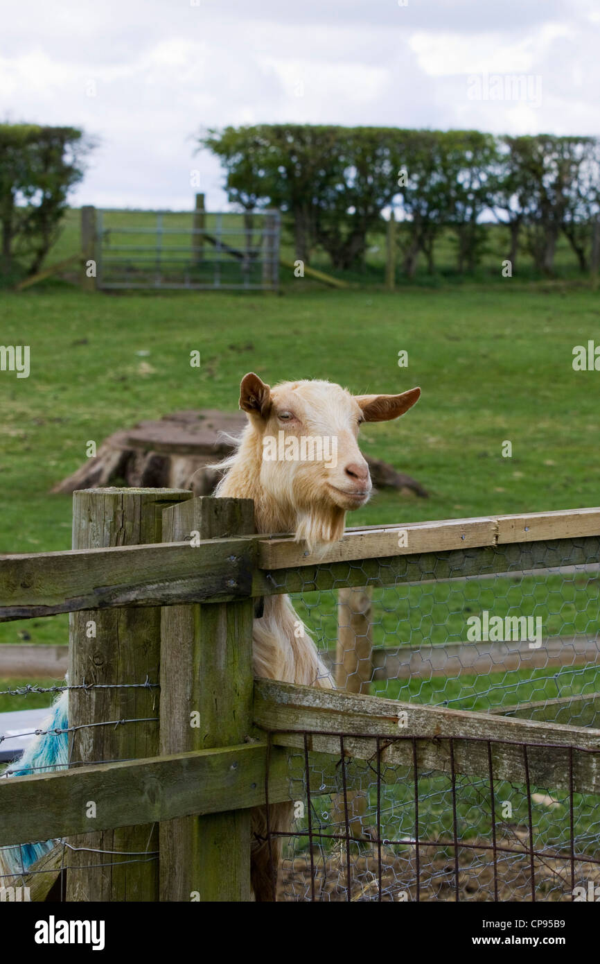 Domestic goat Capra aegagrus hircus Standing at a wooded gate looking ...