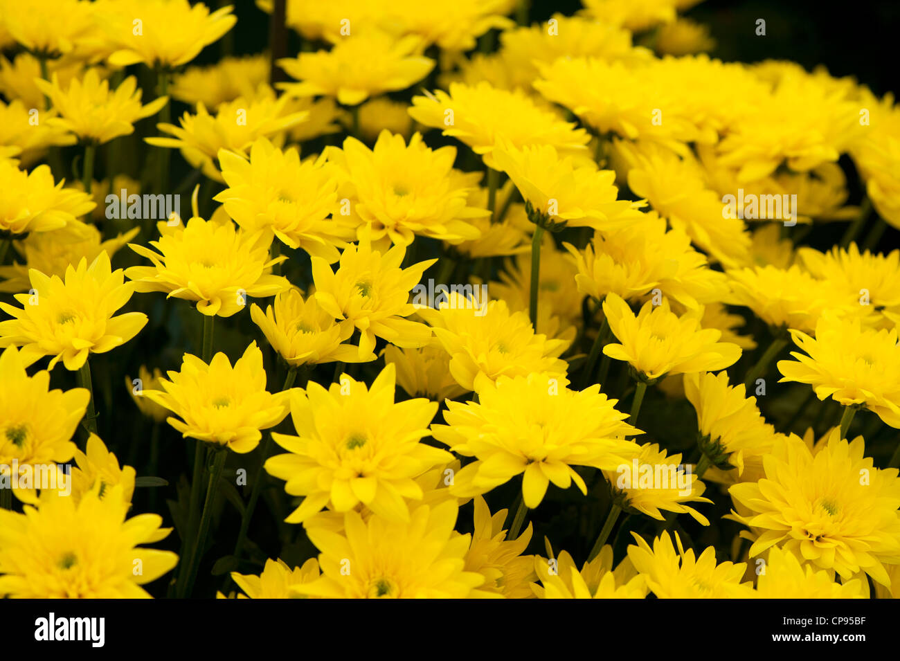 Zembla hi-res stock photography and images - Alamy