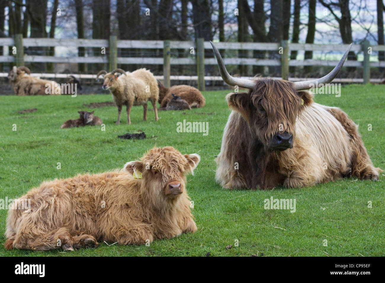 Highland cattle or kyloe Scottish breed of cattle in a meadow in ...