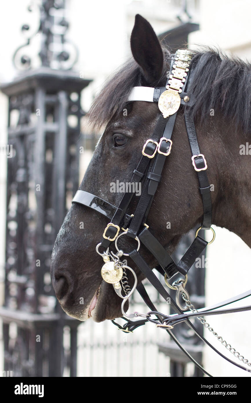 Horse sentry at Horseguards parade ground Stock Photo - Alamy
