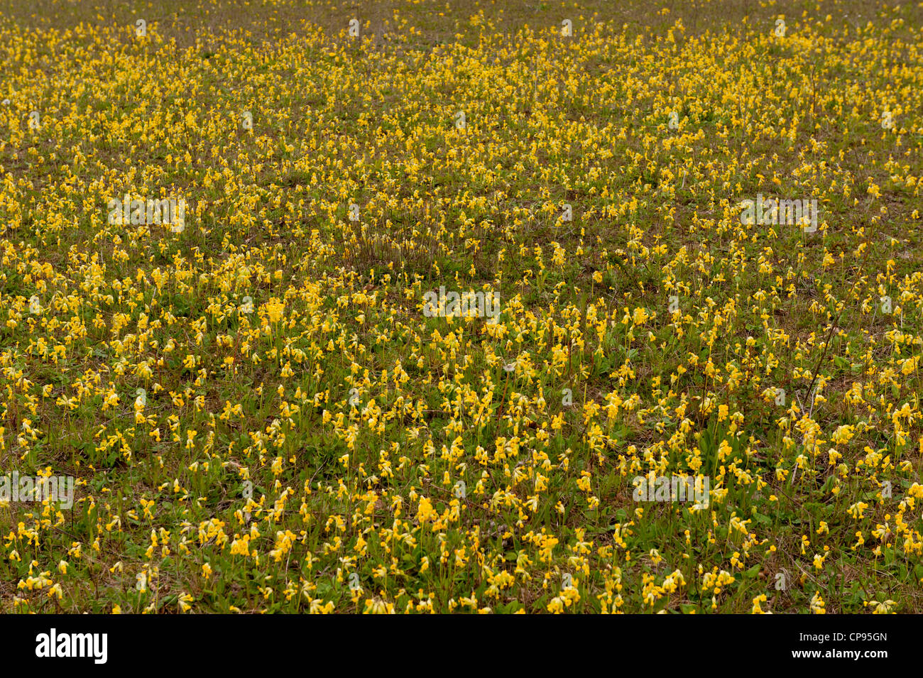 Gogmagog Hills, Cambridge, Cambridgeshire, Cowslip on well drained ...