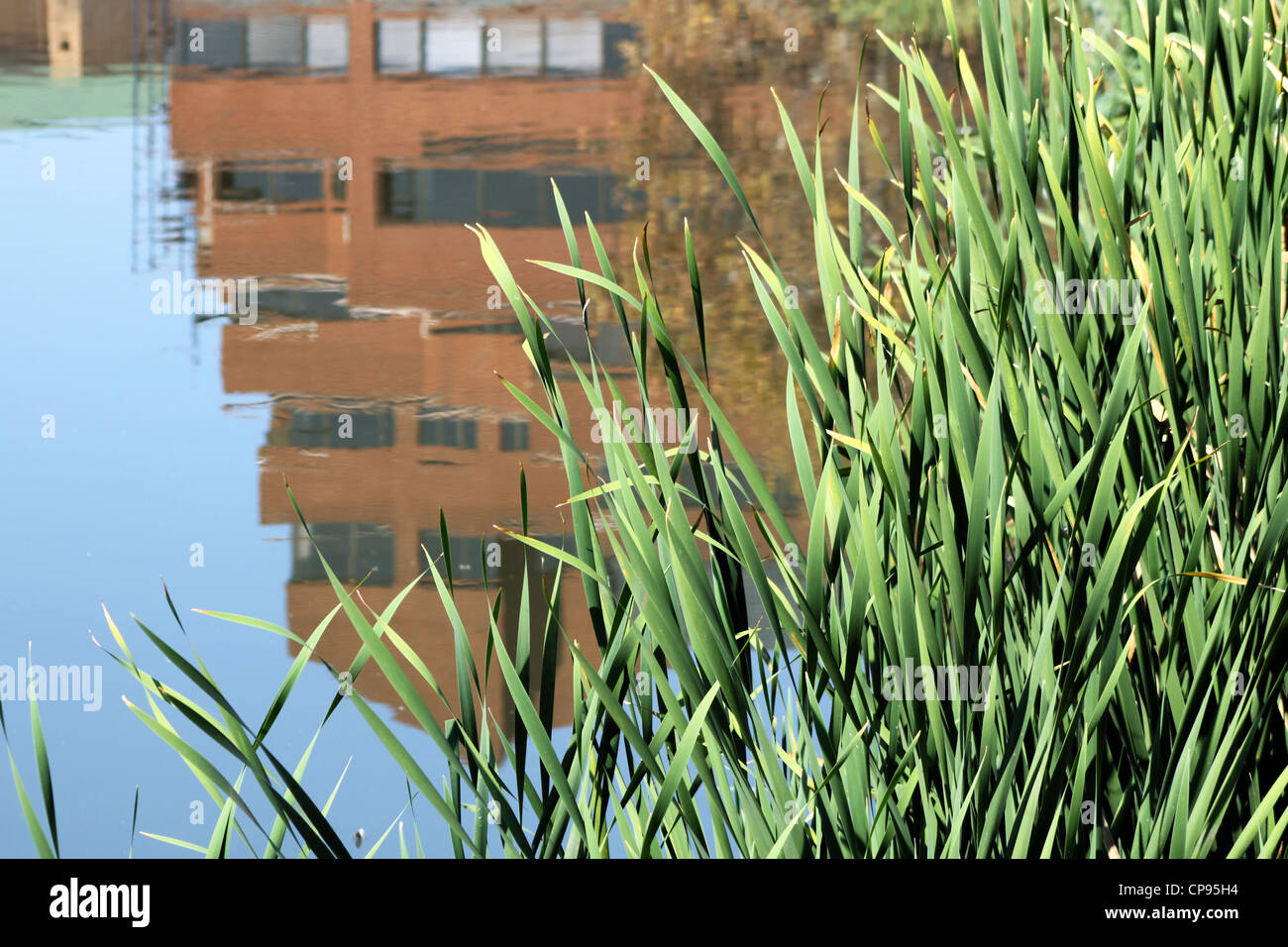 Water and Water plants with Reflection of Building Stock Photo - Alamy