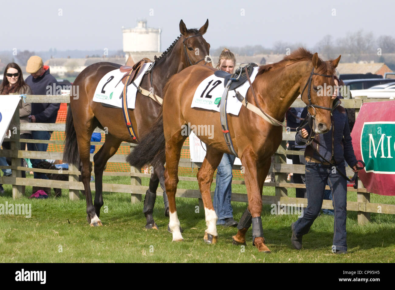 A Thoroughbred horse Equus ferus caballus in the collecting ring being ...