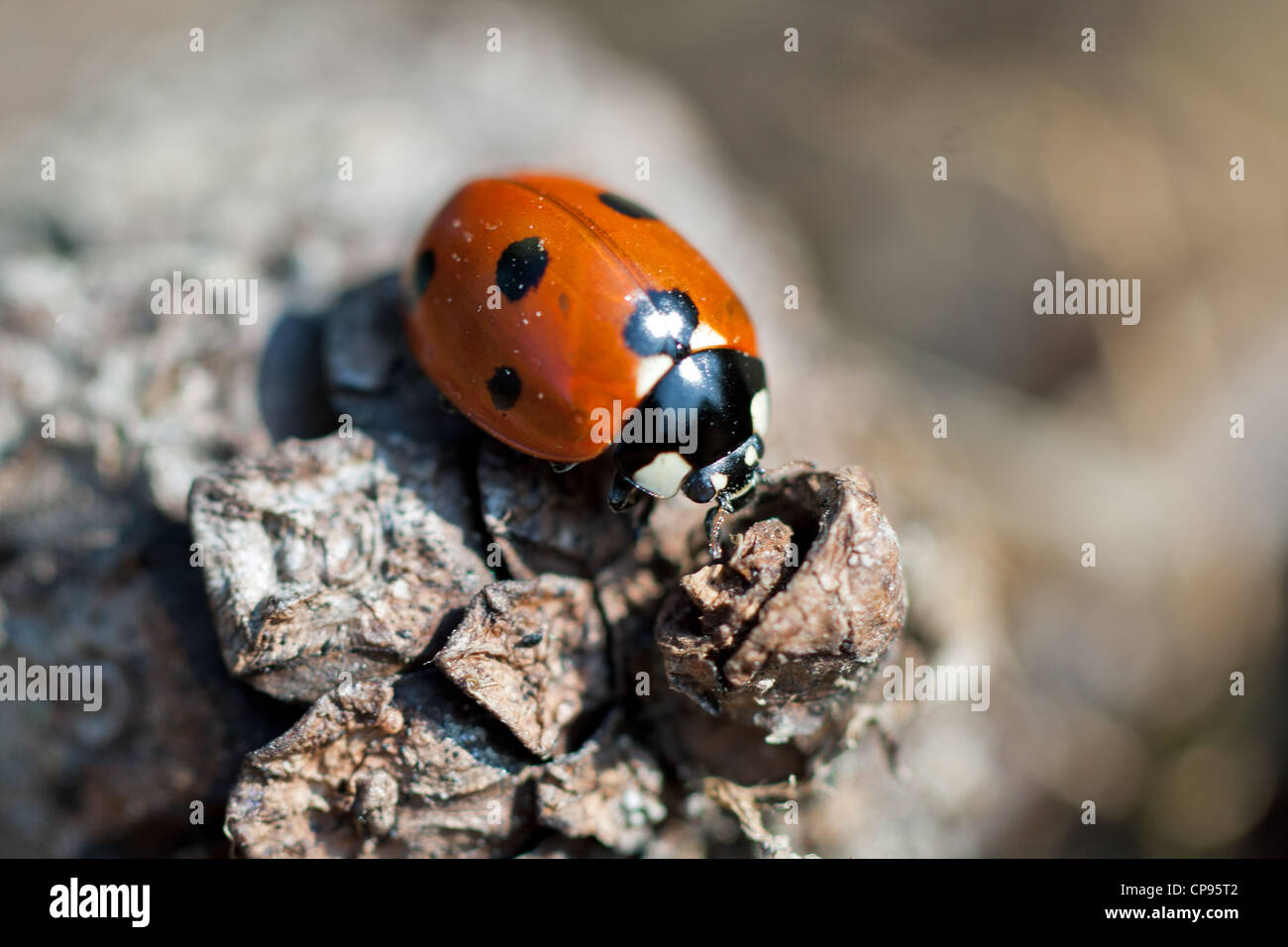 Insect closeup cone hi-res stock photography and images - Alamy