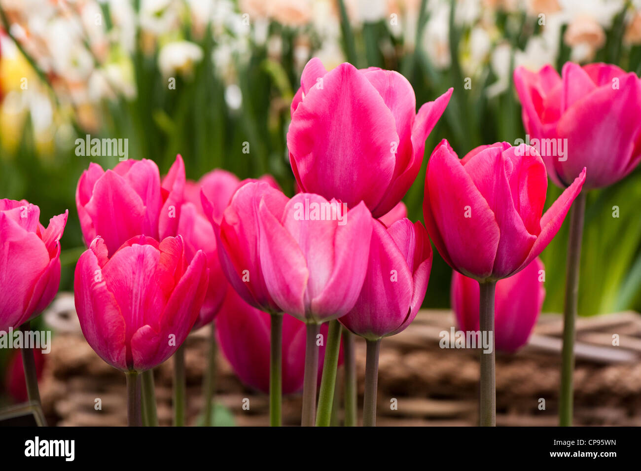Tulipa ‘Roussillon’, Triumph Tulip Stock Photo - Alamy