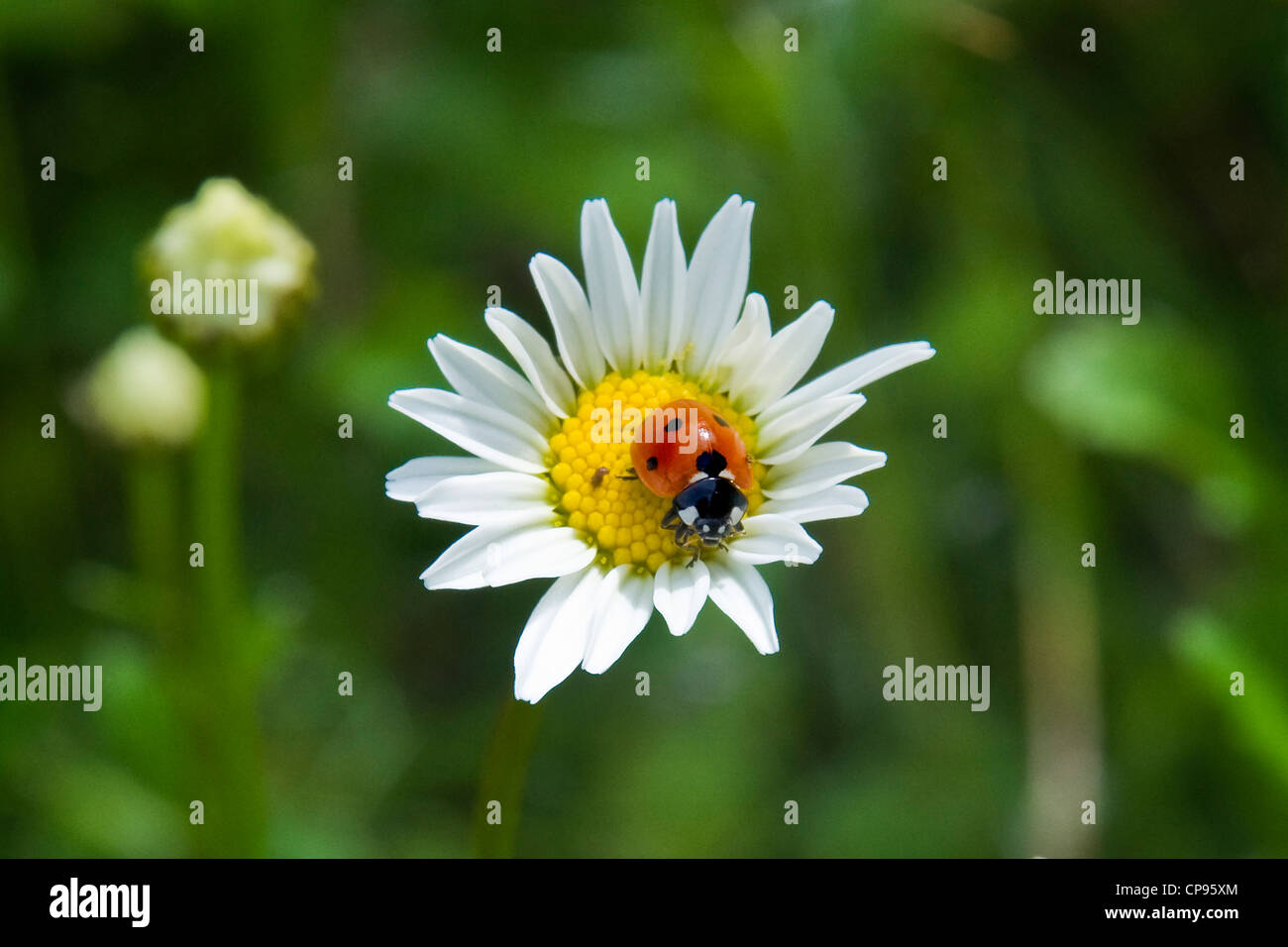 Flowers, Daisy, Ladybug Stock Photo - Alamy