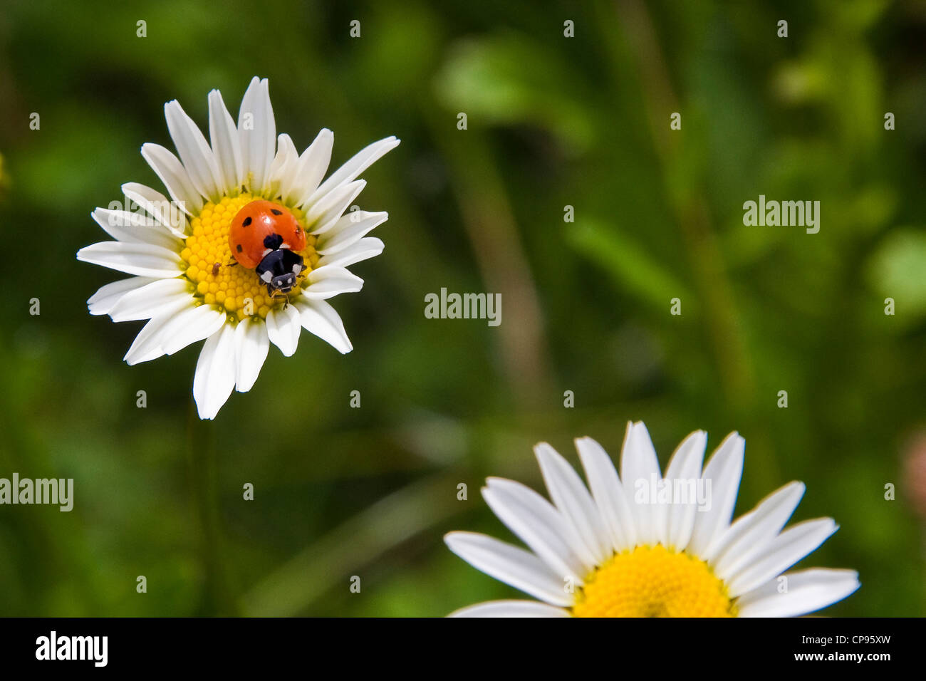 Flowers, Daisy, Ladybug Stock Photo - Alamy