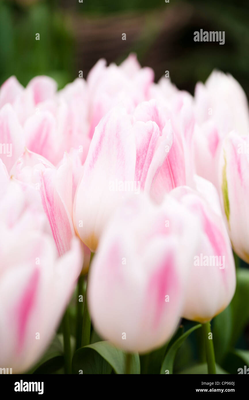 Tulipa 'Holland Chic', Lily-Flowered Tulip Stock Photo - Alamy