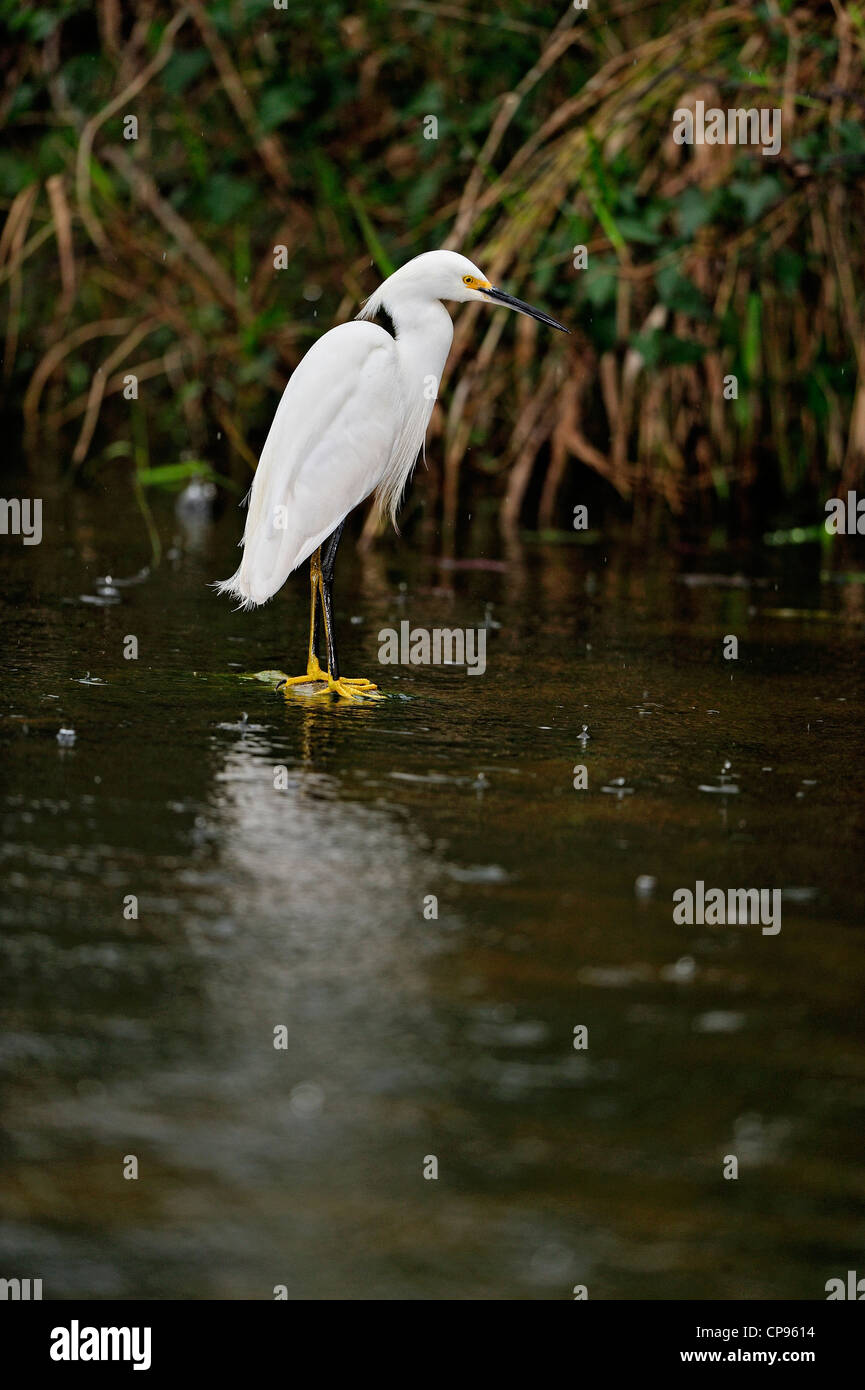 Snowy egret (Egretta thula) Watching for prey Everglades NP, Shark ...