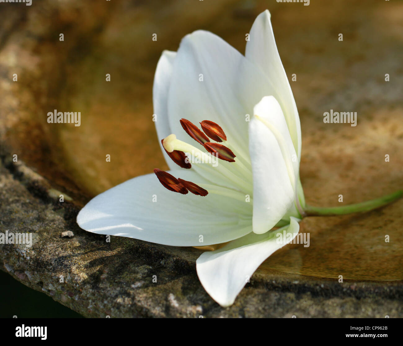 Lilly Flower in Water Stock Photo - Alamy