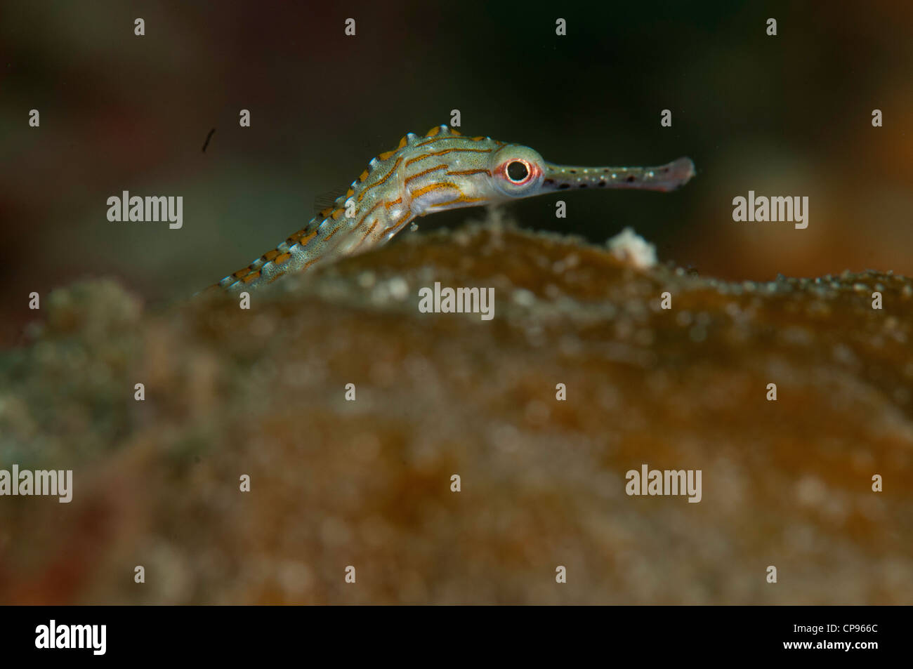 Pipefish head on the Critter Hunt dive site, Lembeh Straits, Indonesia ...