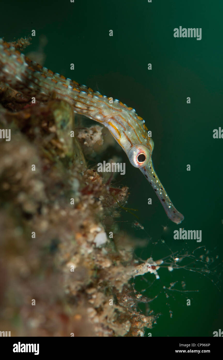 Pipefish head on the Critter Hunt dive site, Lembeh Straits, Indonesia ...