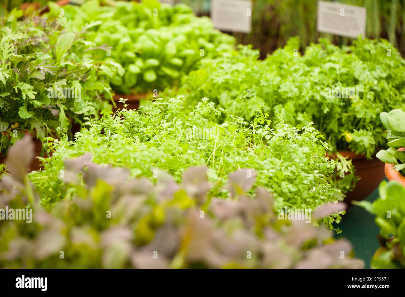 Cress Greek growing Stock Photo - Alamy