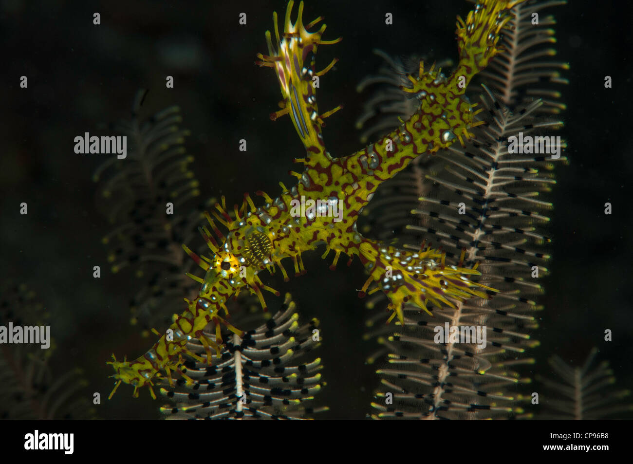 Green ornate ghost pipefish (Solenostomus paradoxus) in the Lembeh ...