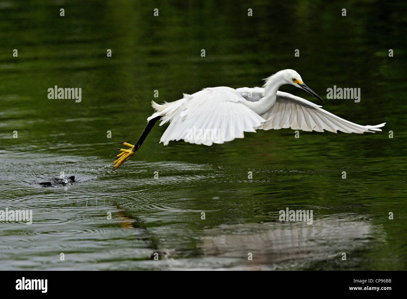 Slough shark hi-res stock photography and images - Alamy