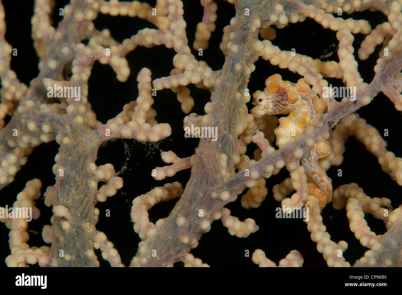 Yellow Pygmy seahorse (Hippocampus bargibanti) in the Lembeh Straits of ...