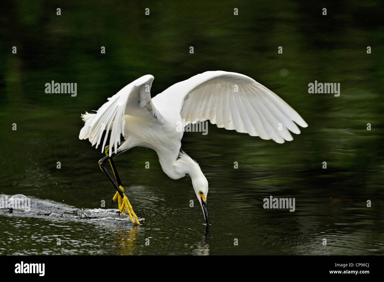Slough shark hi-res stock photography and images - Alamy