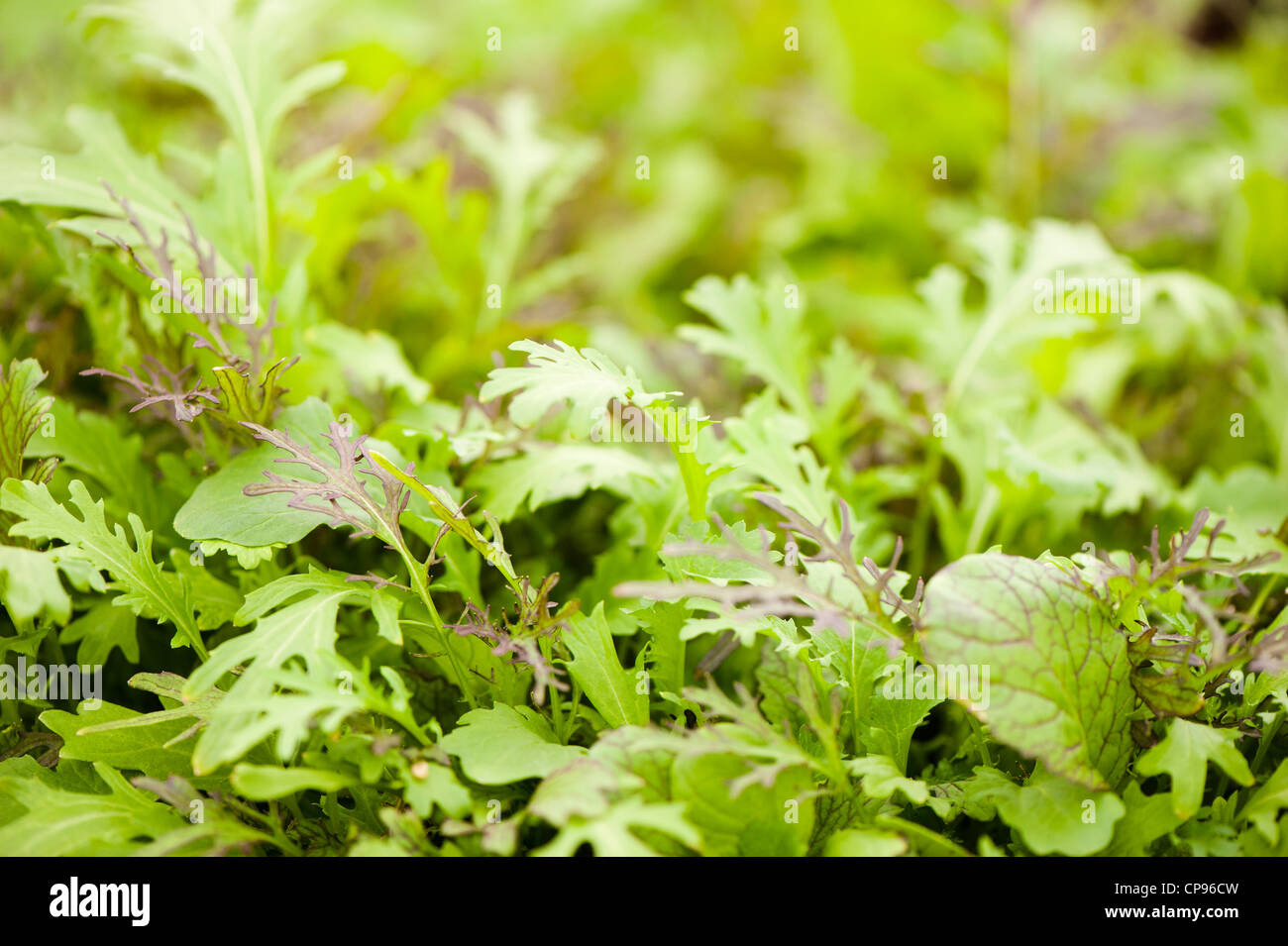 'Cutting the Mustard' mixed salad leaves Stock Photo - Alamy
