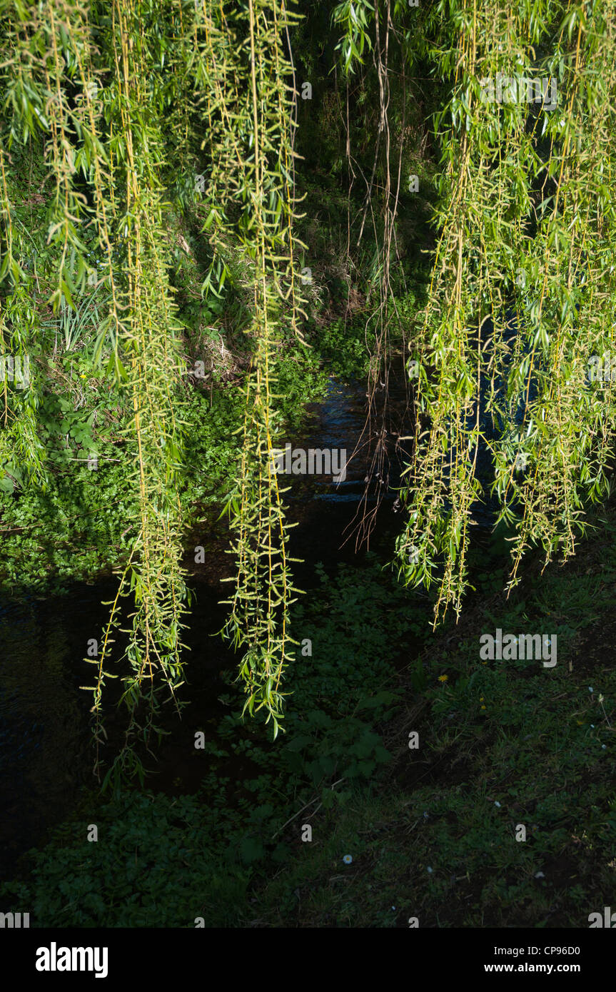 weeping willow tree (Salix babylonica) branches overhanging stream Stock Photo - Alamy