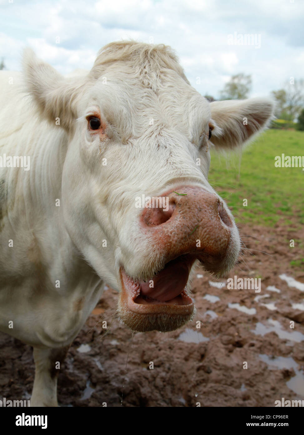 Cow calling hi-res stock photography and images - Alamy
