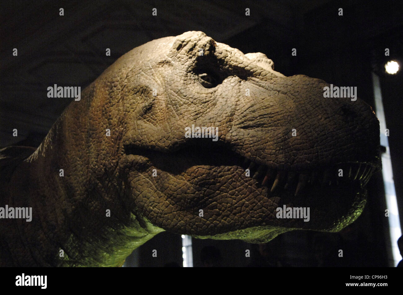 T rex head hi-res stock photography and images - Alamy