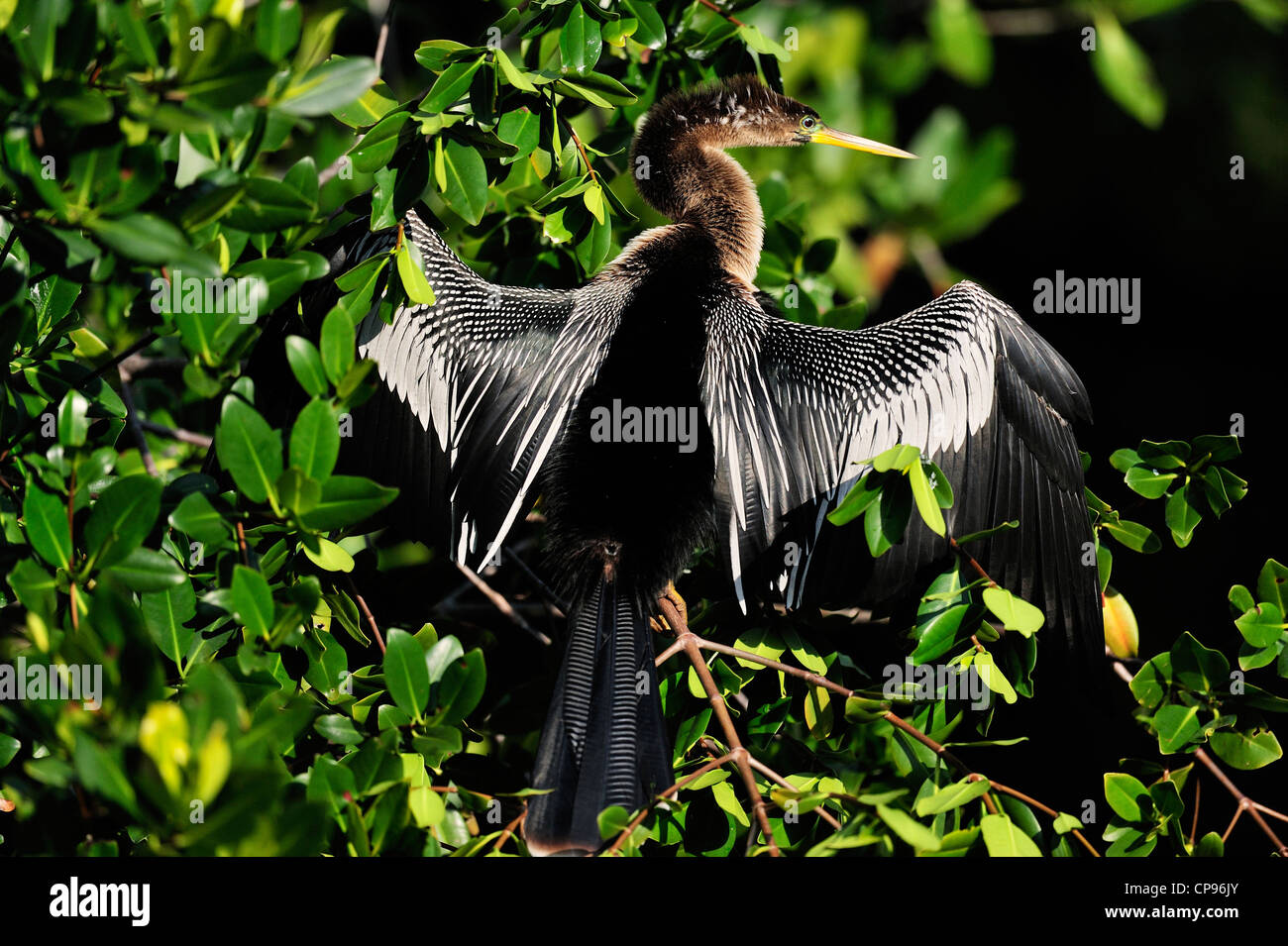 Anhinga (Anhinga anhinga) Drying wings Audubon Rookery, Venice FL Stock ...