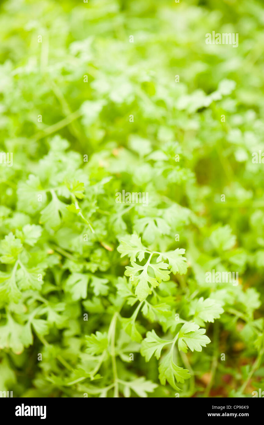 Cress Curly, Lepidium sativum Stock Photo - Alamy