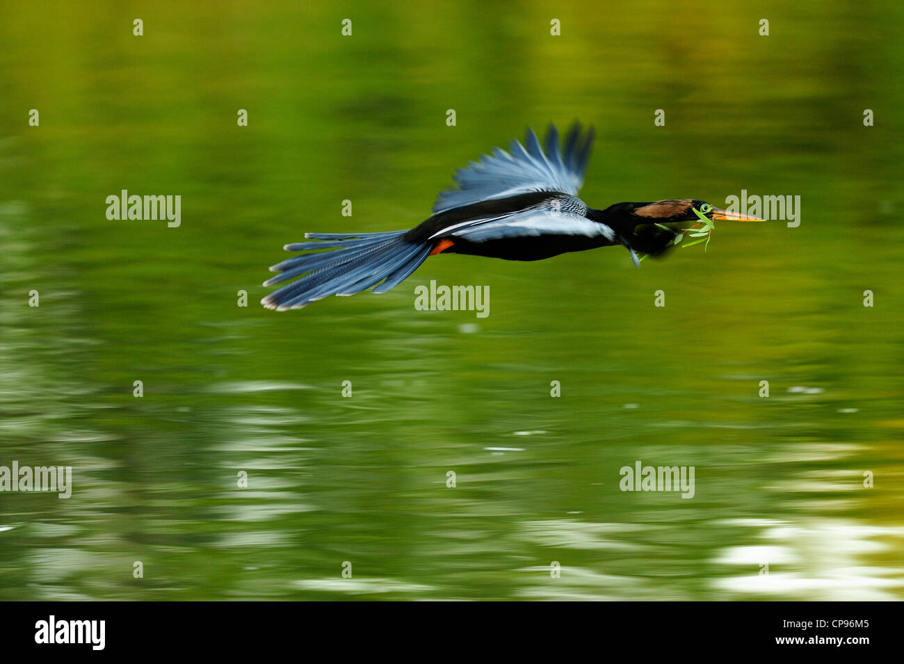 Anhinga (Anhinga anhinga) In flight Audubon Heron Rookery, Venice ...