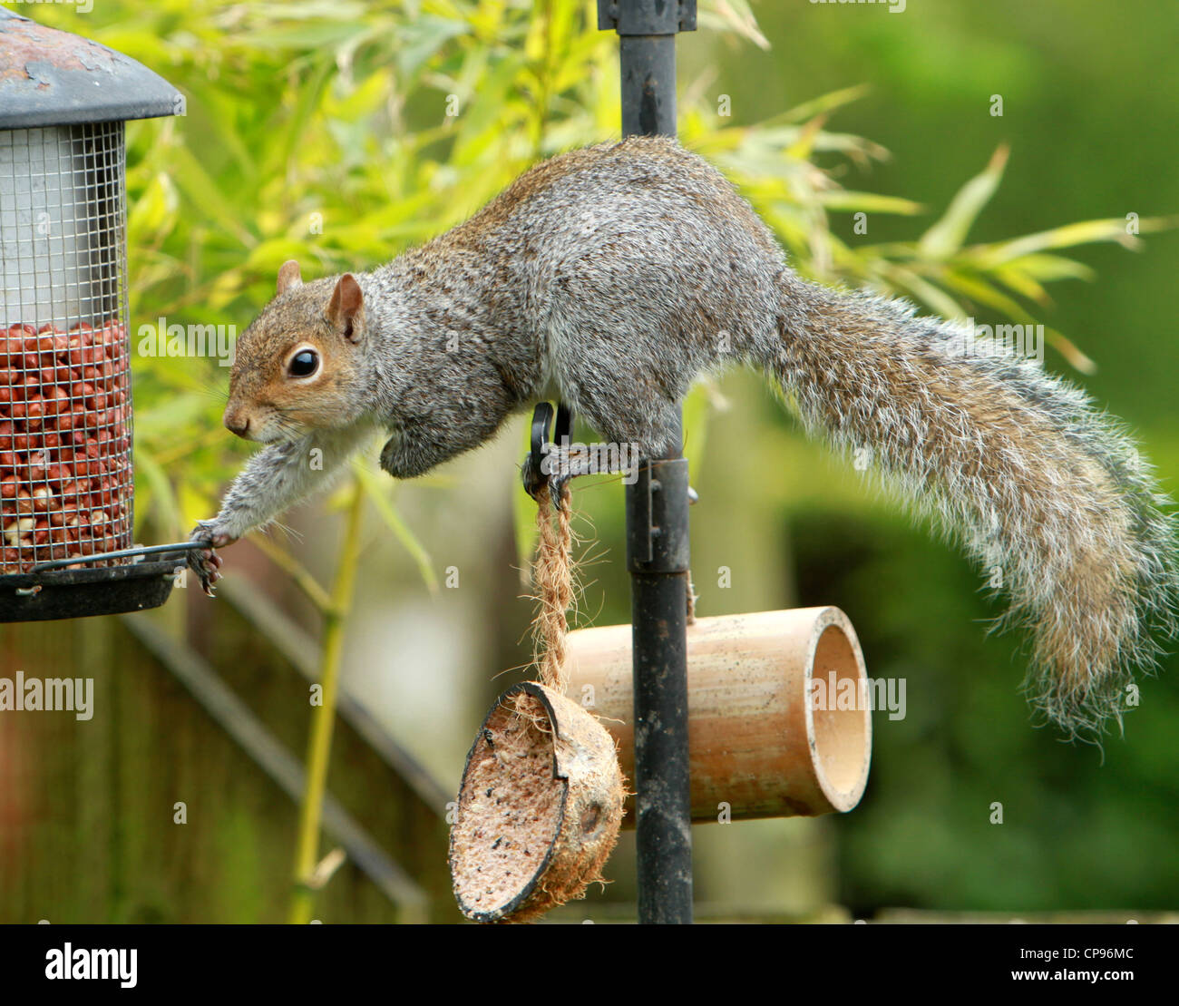 Squirrel pinching the nuts Stock Photo - Alamy