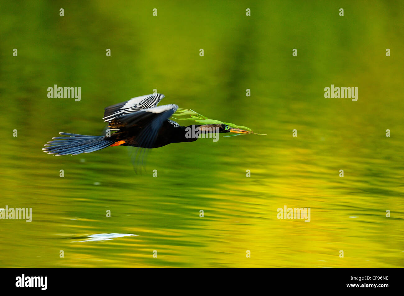 Anhinga (Anhinga anhinga) In flight Audubon Heron Rookery, Venice ...