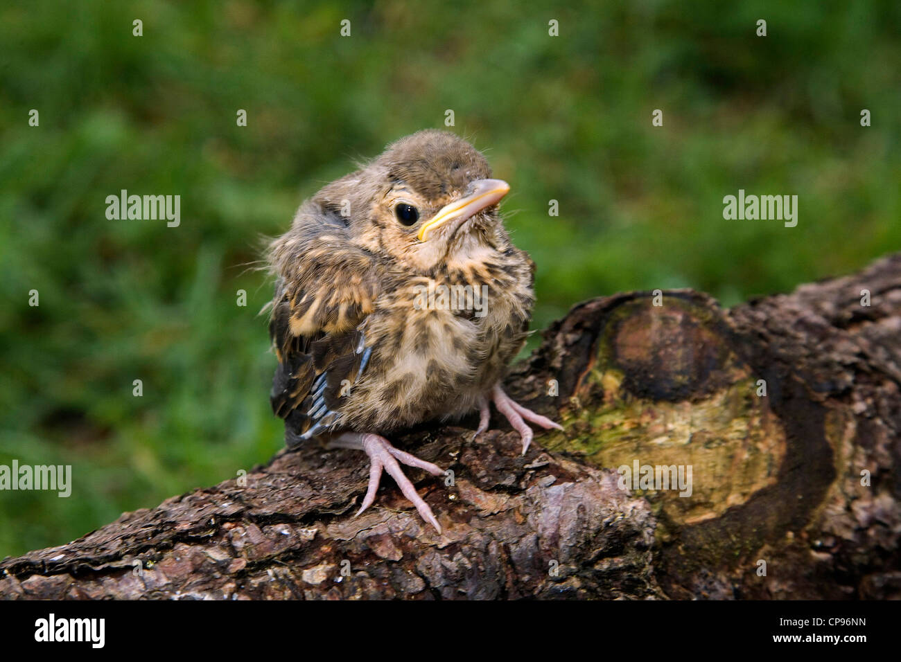 Baby thrush hi-res stock photography and images - Alamy