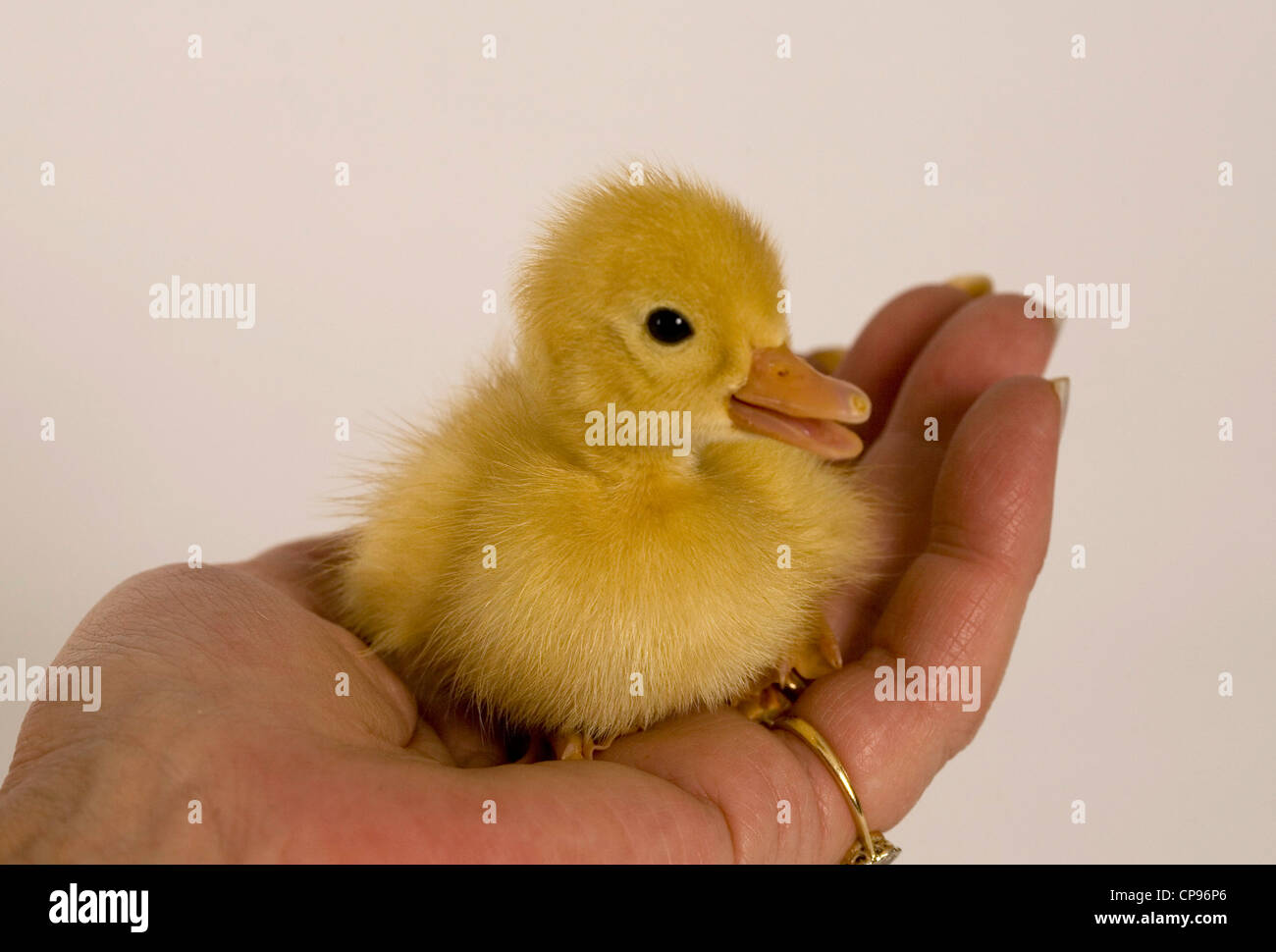 Duckling in hand Stock Photo - Alamy