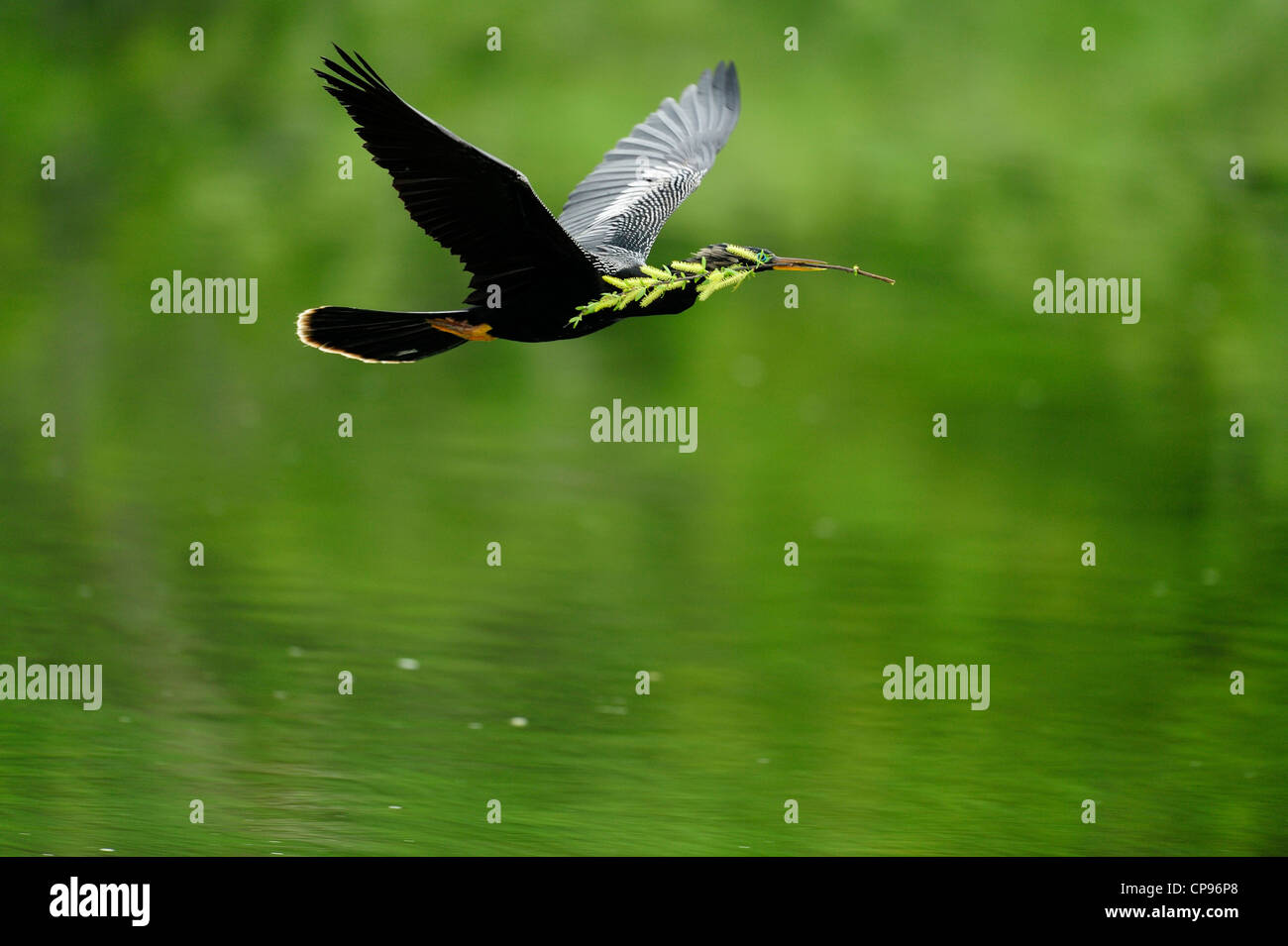 Anhinga (Anhinga anhinga) In flight Audubon Heron Rookery, Venice ...